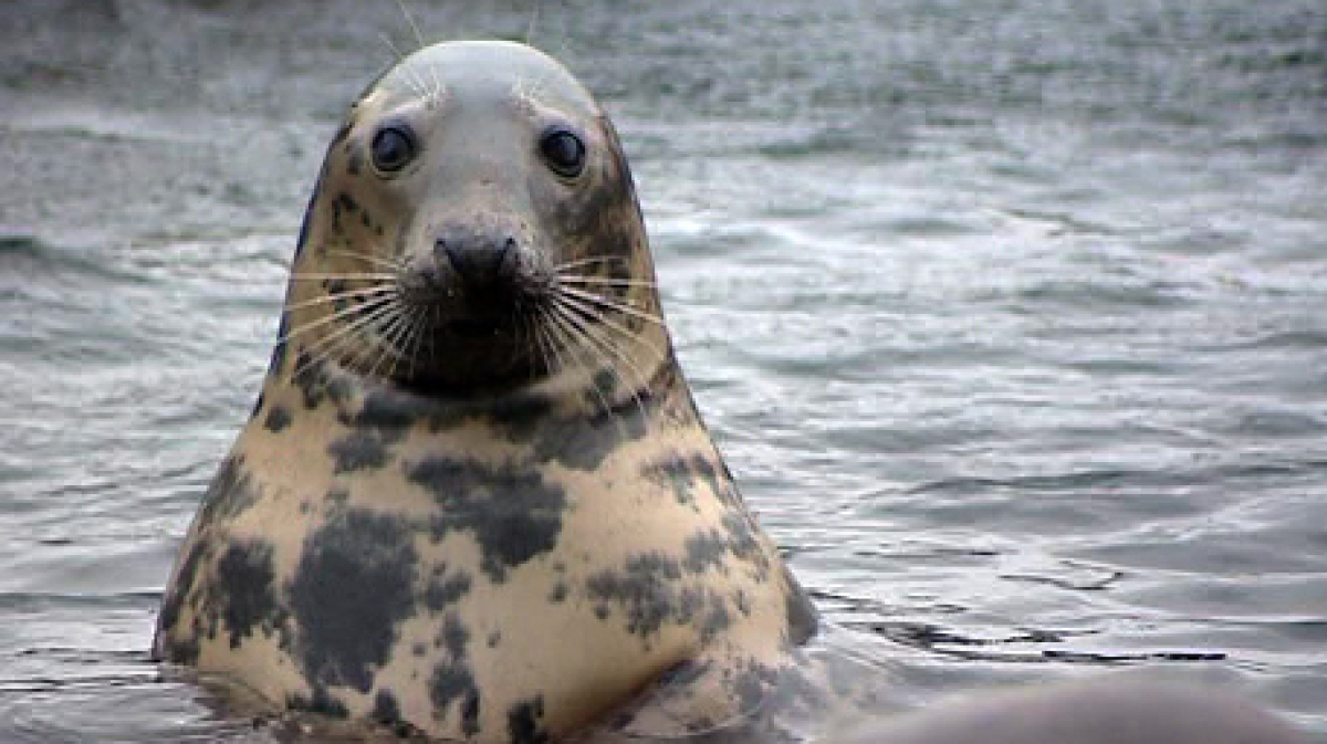 Chcą jeść, nie chcą się rozmnażać. Foki polubiły Bałtyk